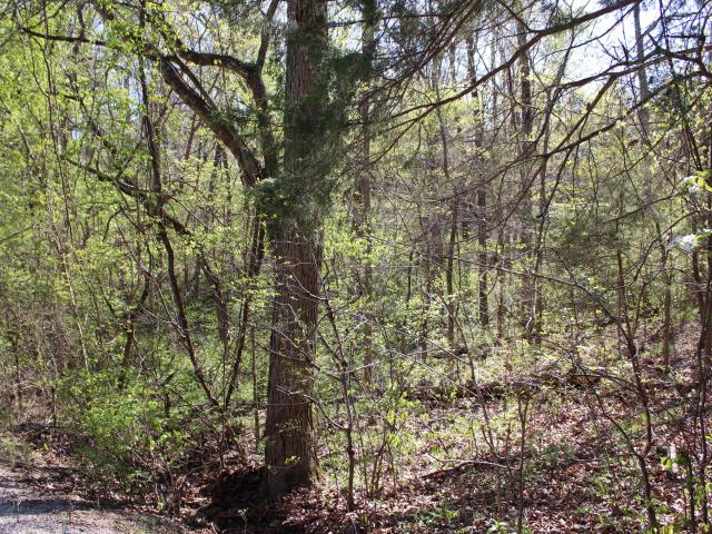 Lot #308 Elm Lane