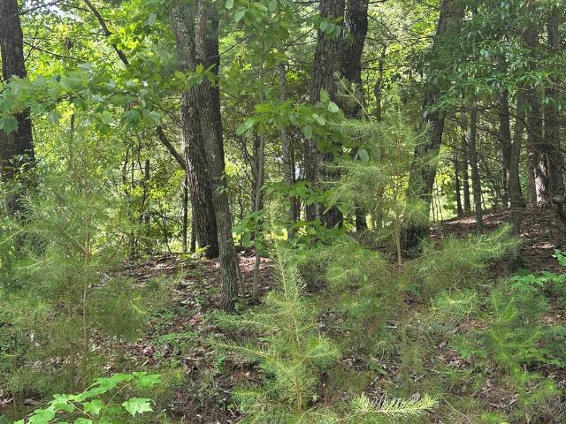 Lot 31 Peak Trail # 31