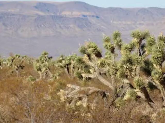 Lot 328 E Oscar Dr, Yucca, AZ 86438 MLS 026243