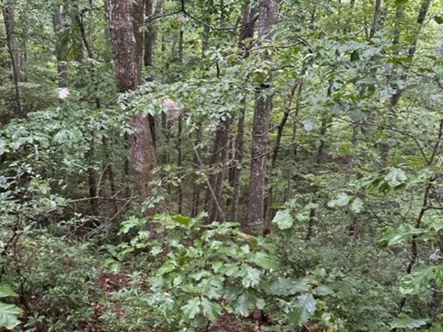 Lot 35 Wilson Ridge road