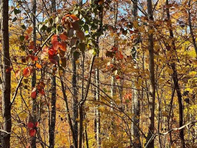 Lot 37 M Ridges, Hayesville, NC 28904 | MLS #417445