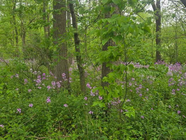 Lot 7 Shore Ln