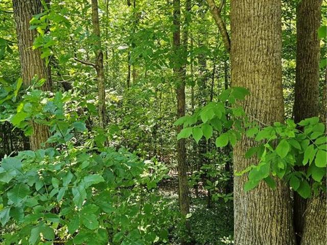 Lot 408 Pine Road