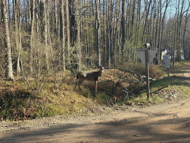 Lot 40 Squirrel Run