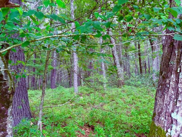 Lot 41 Leers Rd, Glen Spey, NY 12737 | MLS #887865
