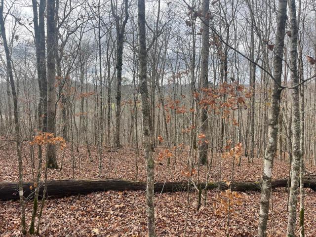 Lot 41 Paradise Acres
