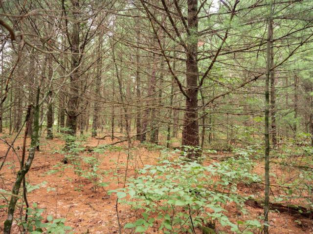 Lot 43 Morros Mile Road