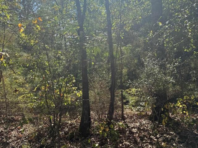 Lot 46 county road 264 # 46