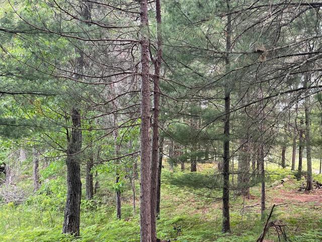 Lot 4 Big Bear Court