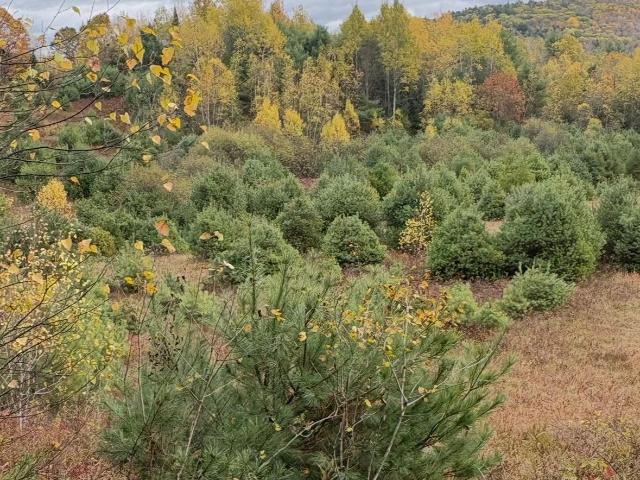 Lot 4 Catterall Road