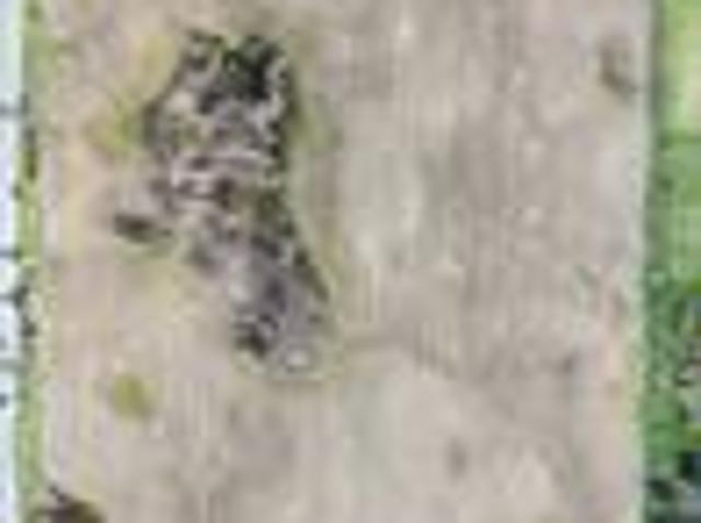 Lot 4 Lapeer Road