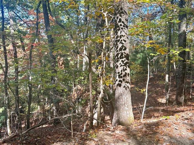 Lot 4 Ridgeline # 4