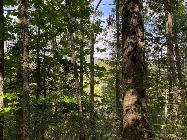 Lot 58 Gobblers Knob, Suches, GA 30572 | MLS #419702