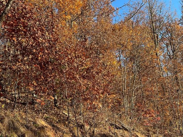 Lot 58 M Ridges, Hayesville, NC 28904 | MLS #417447