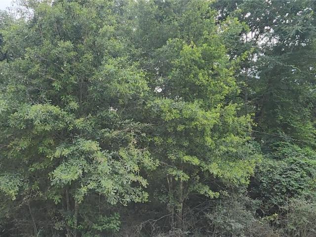 Lot 5 Tawnyberry Lane
