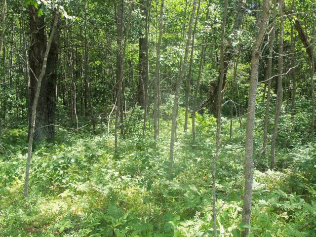 Lot 5 Brch Tree Trl