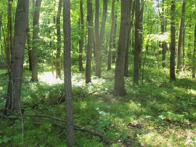 Lot 5 Howard Johnson Rd