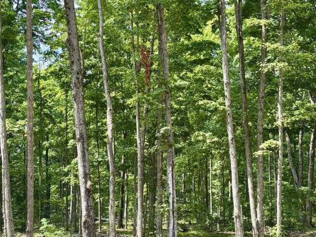 Lot 5 NE Manistee Ridge Drive NE