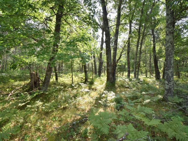 Lot 5 South Point Trail