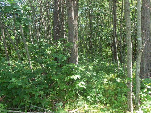 Lot 6 Birch Tree Trl