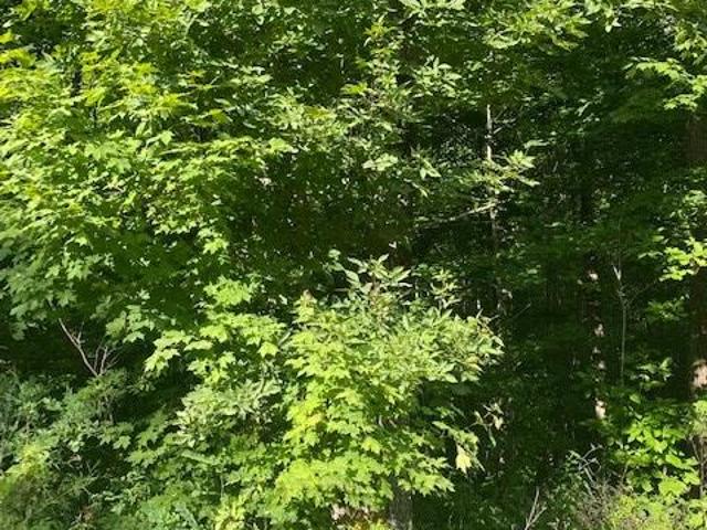 Lot 6 Cooktown Rd