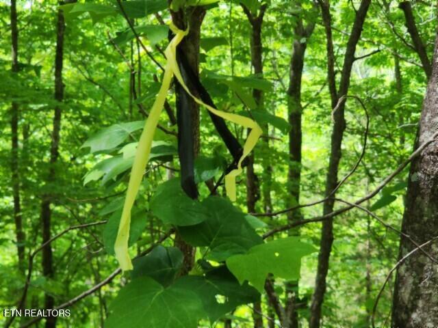 Lot 6 Forest Trails Lane