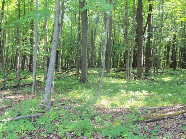 Lot 6 Howard Johnson Trl