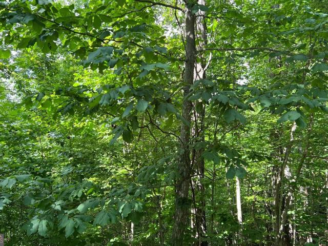 LOT 73 Eagles View