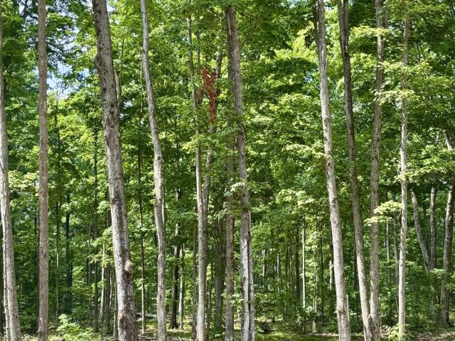 Lot 8 NE Manistee Ridge Drive NE