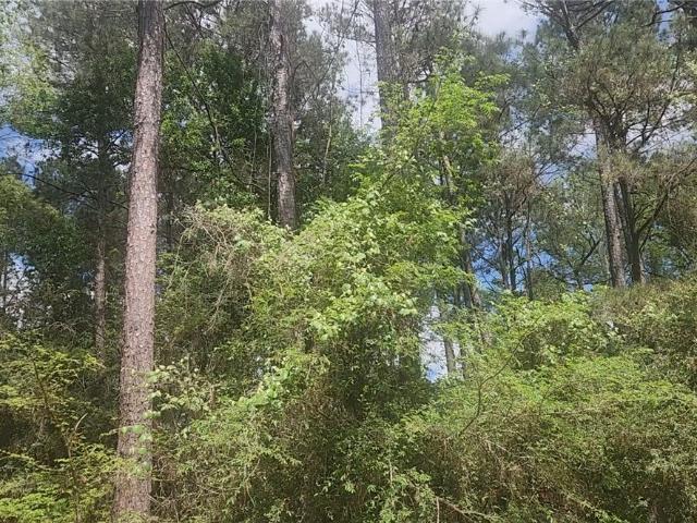 Lot 8 Soapberry Lane