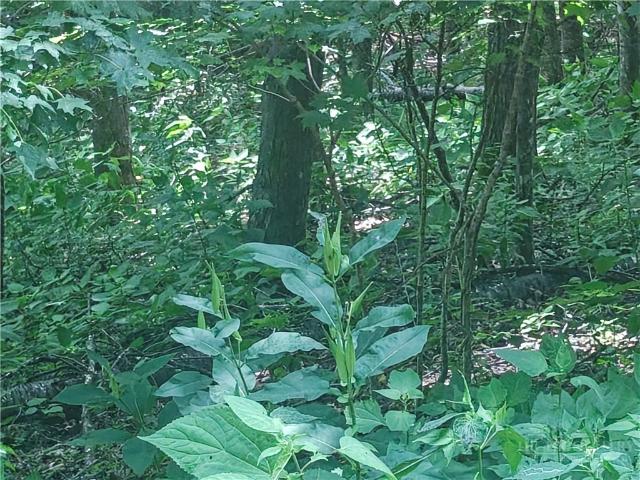 Lot 90 Thorncliff Drive