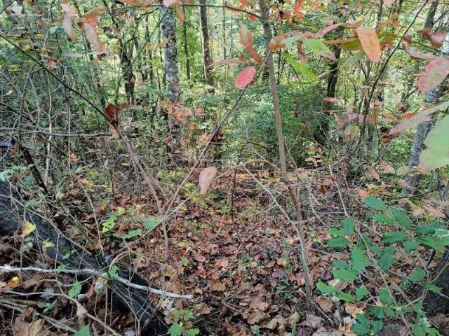 Lot 95 Cedar Rd, Ellijay, GA 30540 | MLS #419679