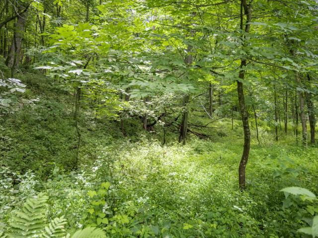 Lot 971 Tin Cup Court