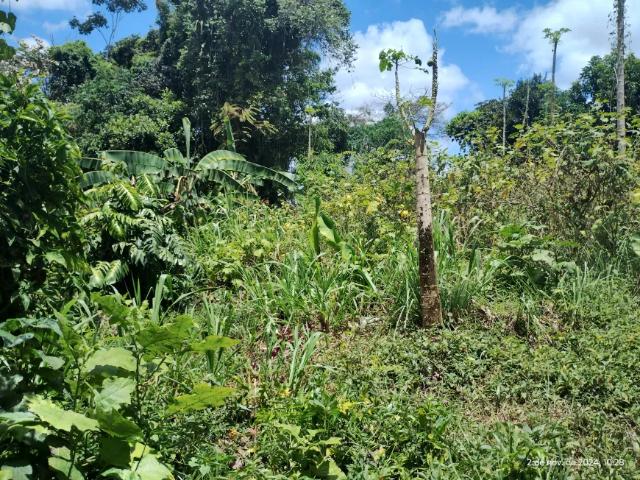 Lote de terreno bem localizado, local seguro e tranquilo, falta apenas capinar!