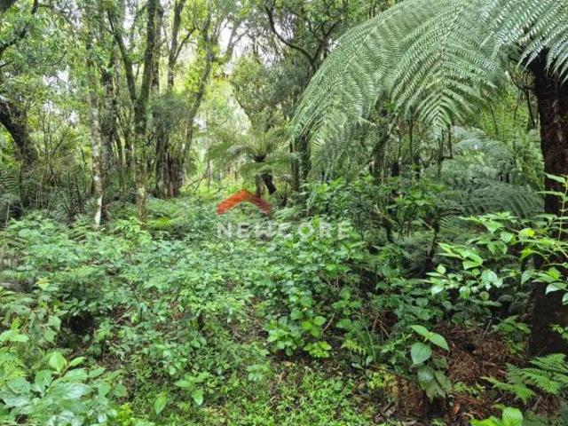 Lote em Av Mata Atlântica Alpes São Francisco de Paula/RS