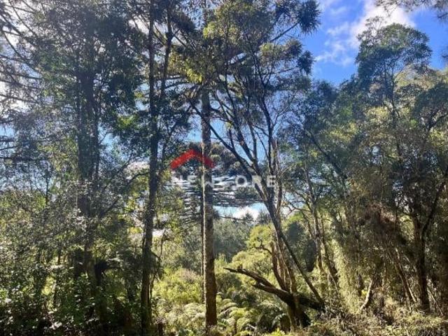 Lote em Avenida Mata Atlântica Alpes São Francisco de Paula/RS