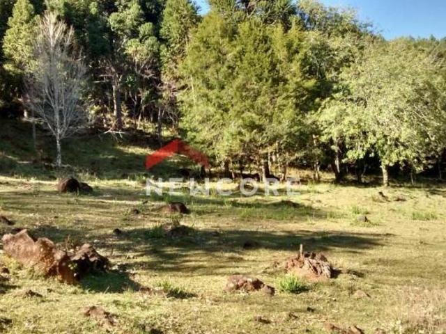 Lote em Estrada da Ferradura Caracol Canela/RS
