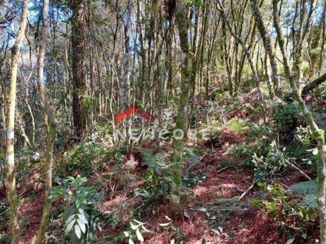 Lote em Estrada da Serra Velha Centro São Francisco de Paula/RS
