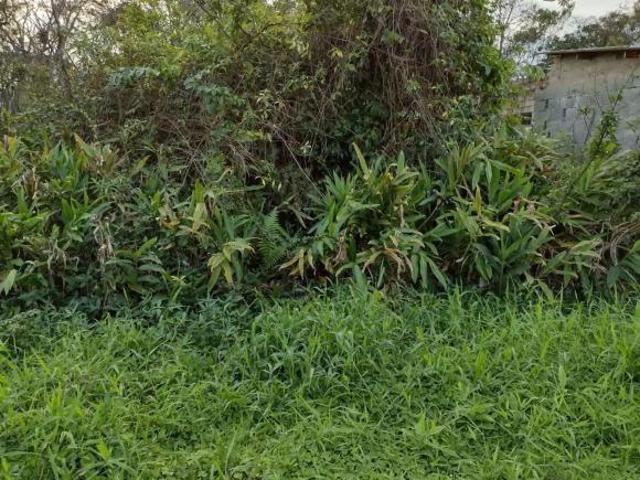Lote em rua Antônio Francisco do Rosário Balneário Gaivota Itanhaém/SP