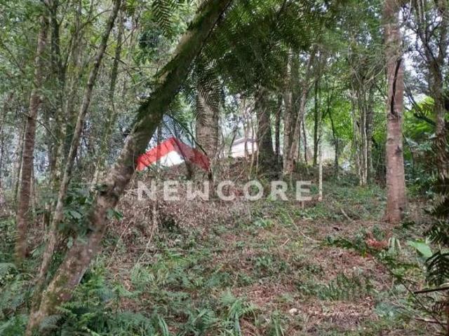 Lote em Rua da Britadeira Britadeira São Francisco de Paula/RS