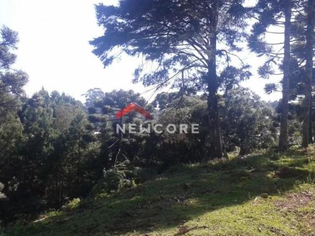 Lote em Rua dos Pessegueiros Campo do Meio São Francisco de Paula/RS