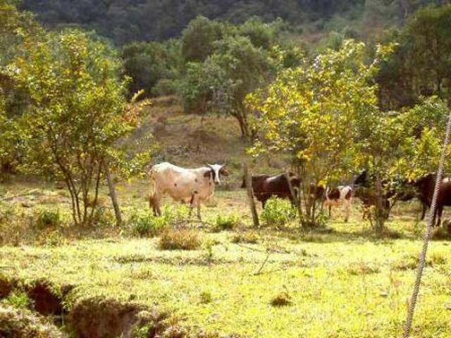 Lote / Terreno com 1 quarto à venda em Ouro Preto, no bairro Santo Antônio Do Leite