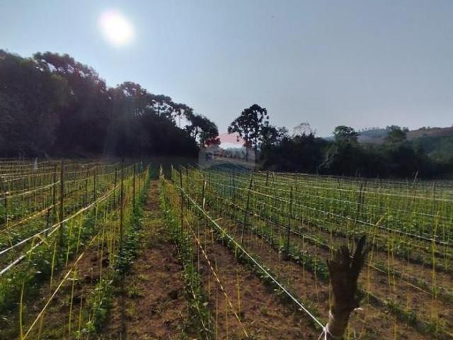 Lote / Terreno para venda em Centro de 70304.00m²