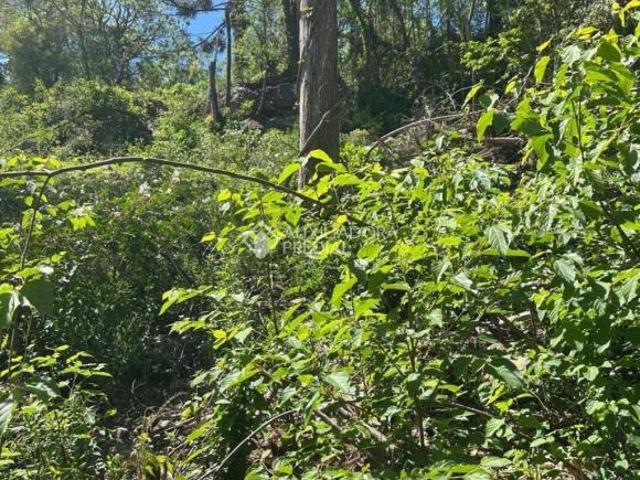 Terreno 429 m2 Loteamento Bosque das Araucárias Linha Imperial Nova Petrópolis