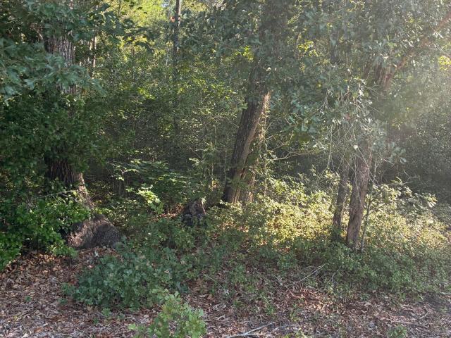 Lots and Land: MLS #100592