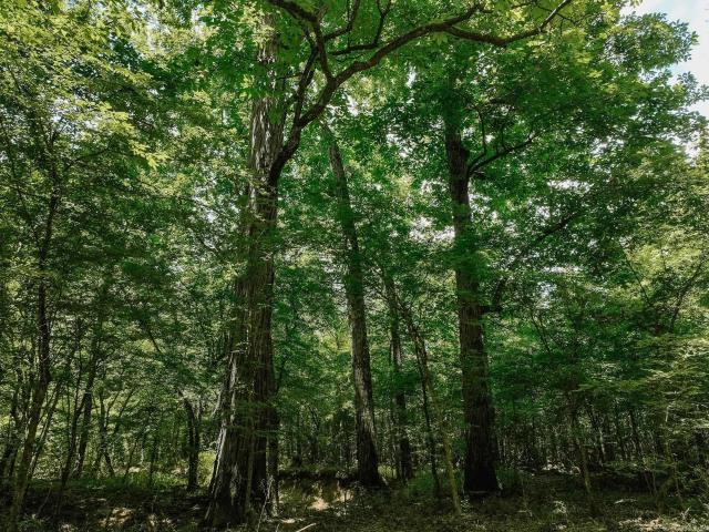 Lots and Land: MLS #25023