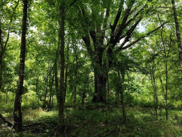 Lots and Land: MLS #25025