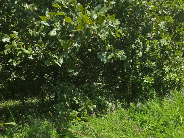 Lots and Land: MLS #26026
