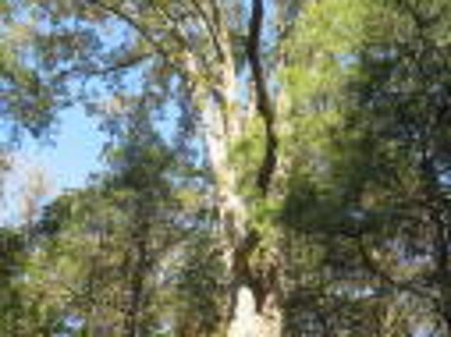 Lots and Land: MLS #AV152398