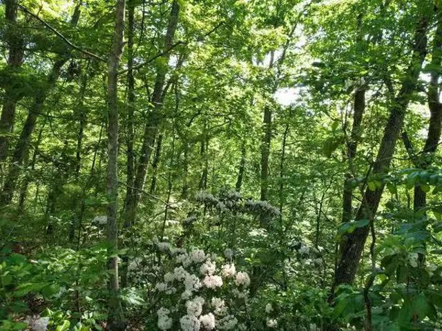 Lots 28/36 Shady Oaks Way, Sevierville, TN 37876 Lot/Land for.